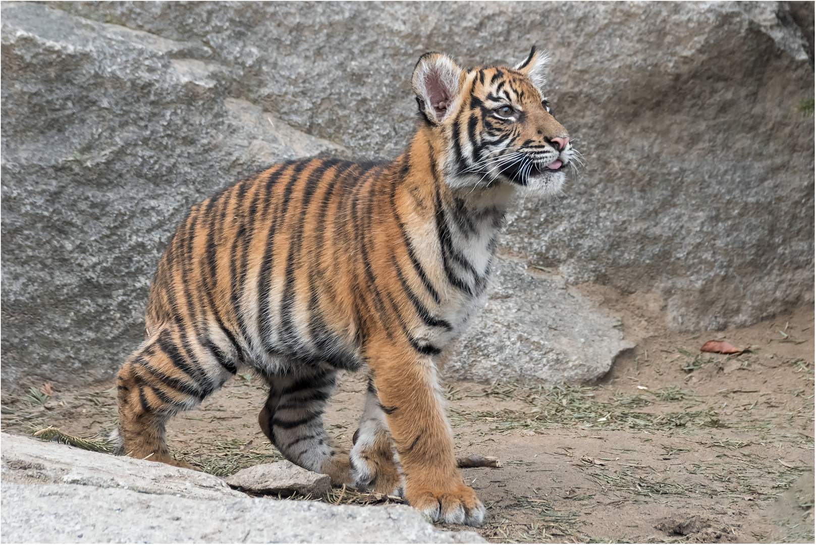 Sumatra-Tiger, vier Monate alt Foto & Bild | nature, world, berlin ...
