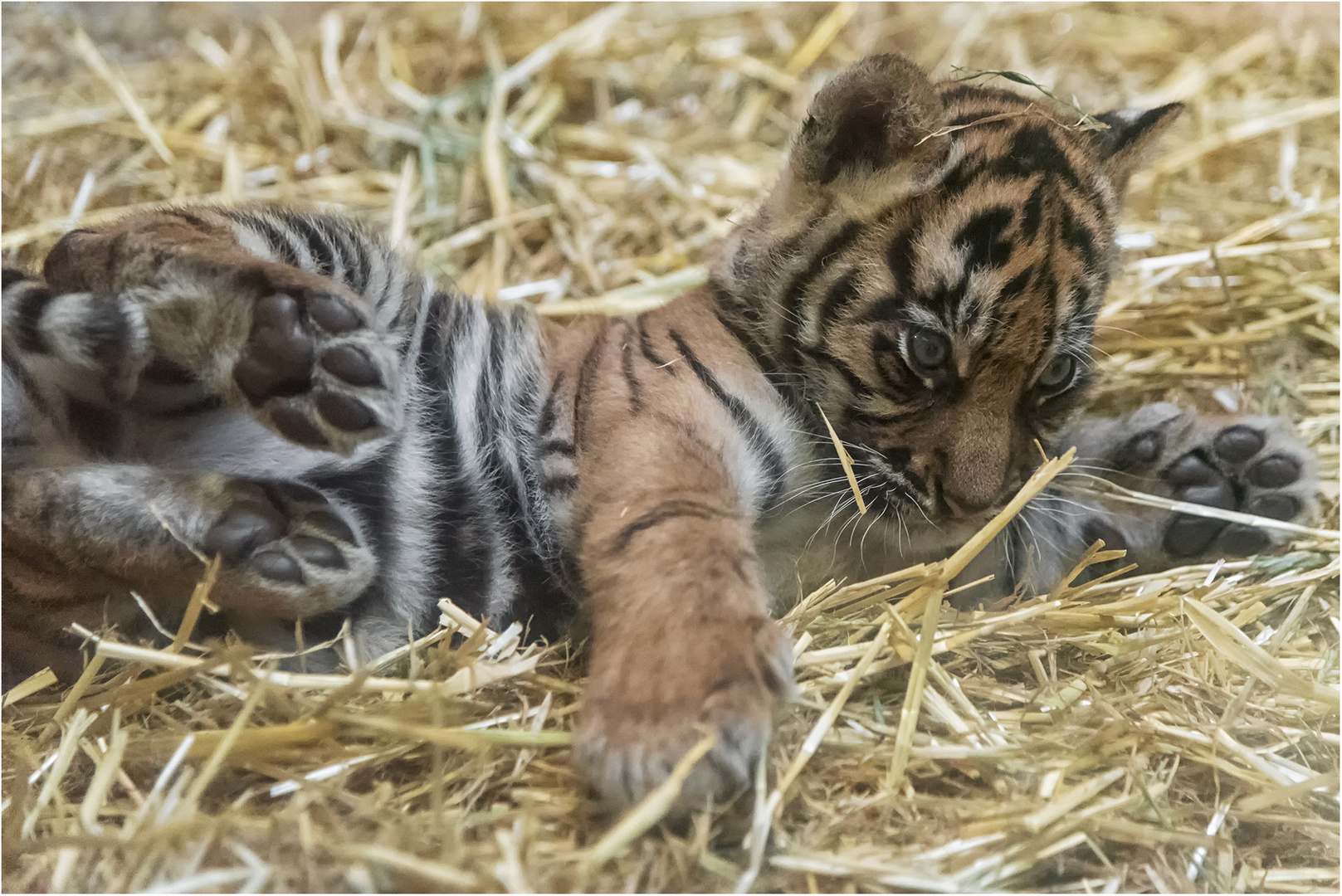 Sumatra-Tiger, zwei Monate alt Foto & Bild | nature, world, natur ...