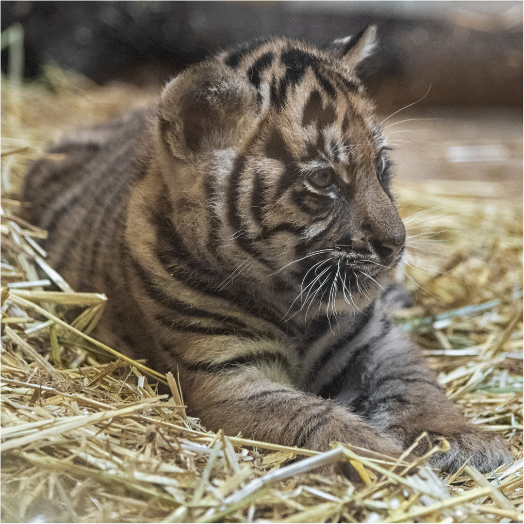 Sumatra-Tiger, zwei Monate alt Foto & Bild | nature, world, natur ...