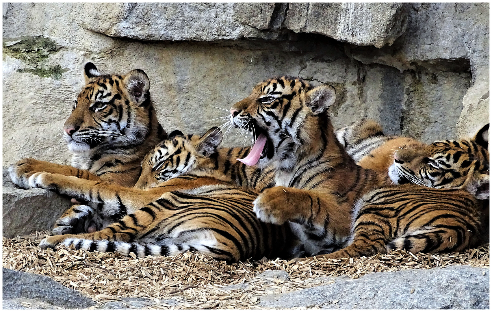 Sumatra - Tigerkinder Foto & Bild | natur, zoo, tiere Bilder auf ...