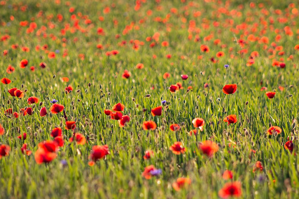 summer feeling Foto & Bild | rot, mohnfeld, sommer Bilder auf fotocommunity