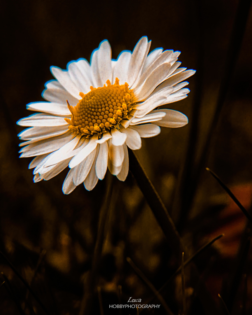 summer vibes Foto & Bild | fotos, canon, flowers Bilder auf fotocommunity