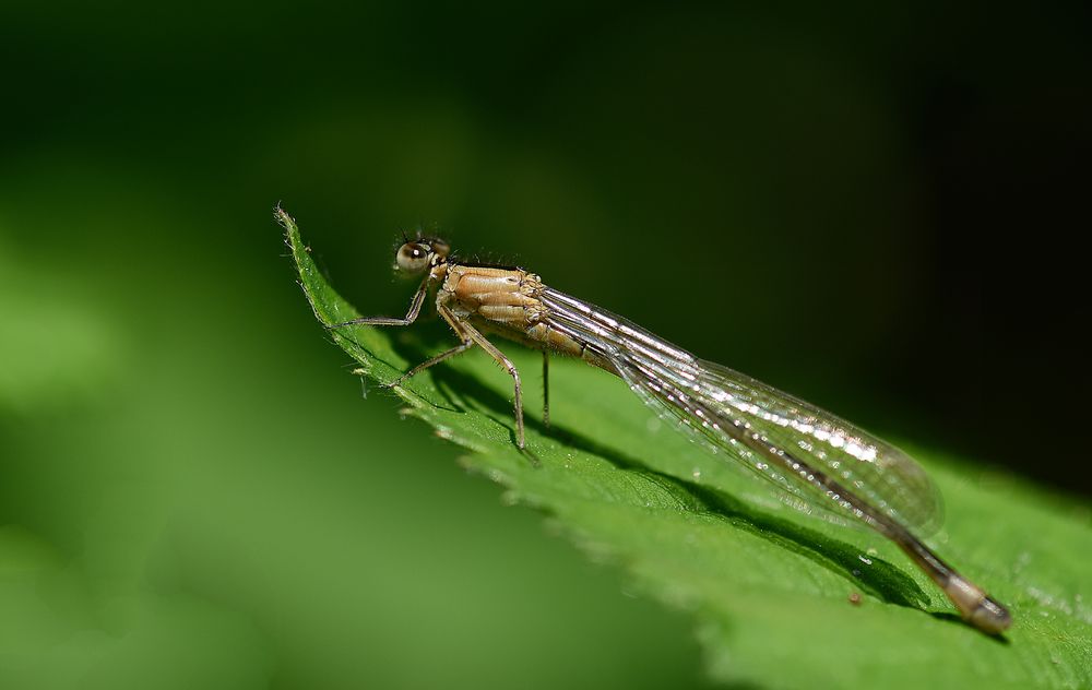 Summerdreams Foto & Bild | sommer, natur, insekten Bilder auf fotocommunity