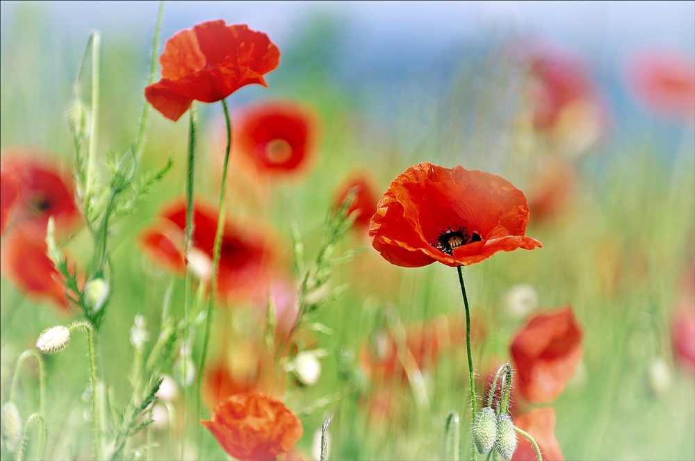 summertime Foto & Bild | rot, mohnfeld, sommer Bilder auf fotocommunity