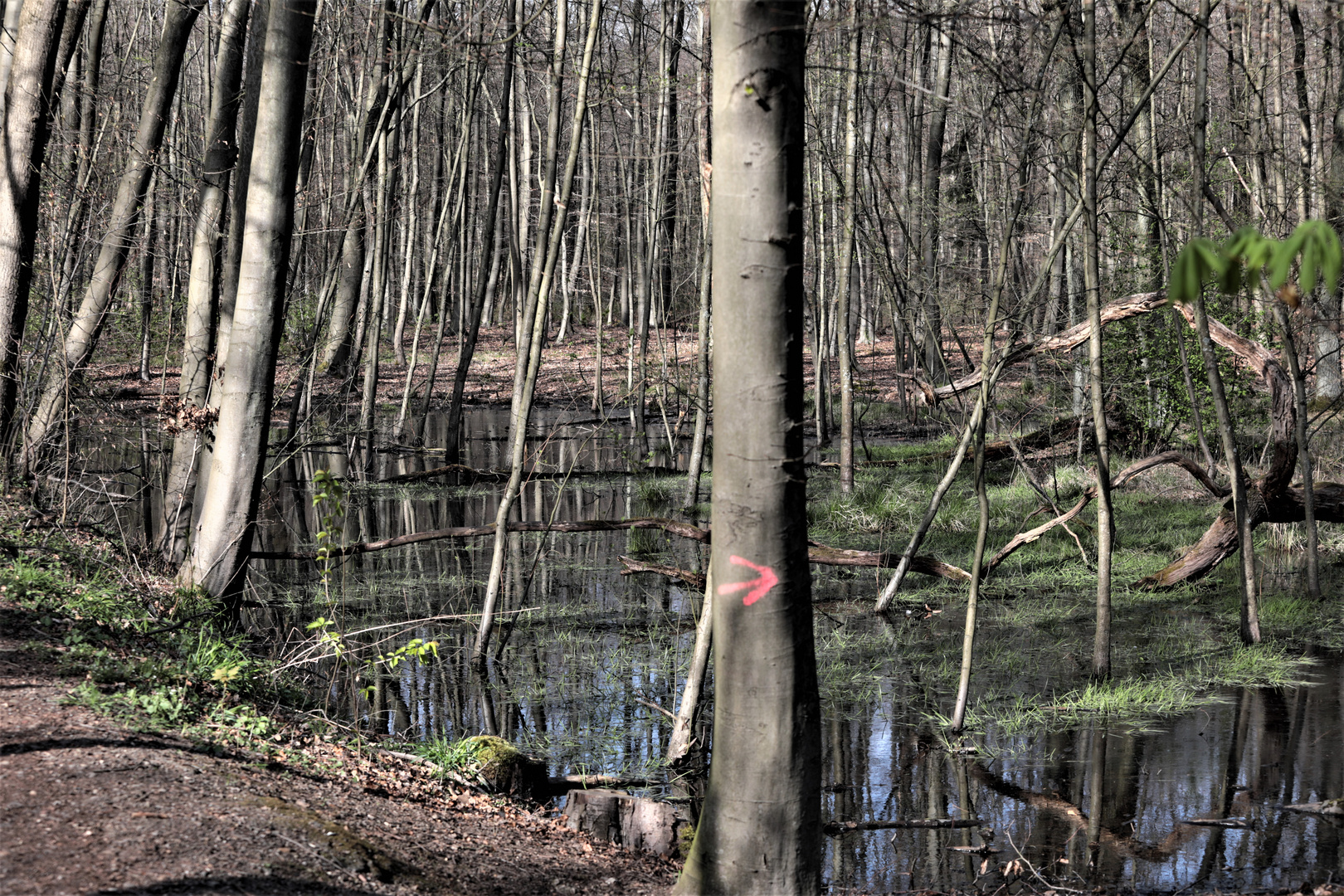 Sumpf Foto & Bild | spezial, wald, bäume Bilder auf fotocommunity