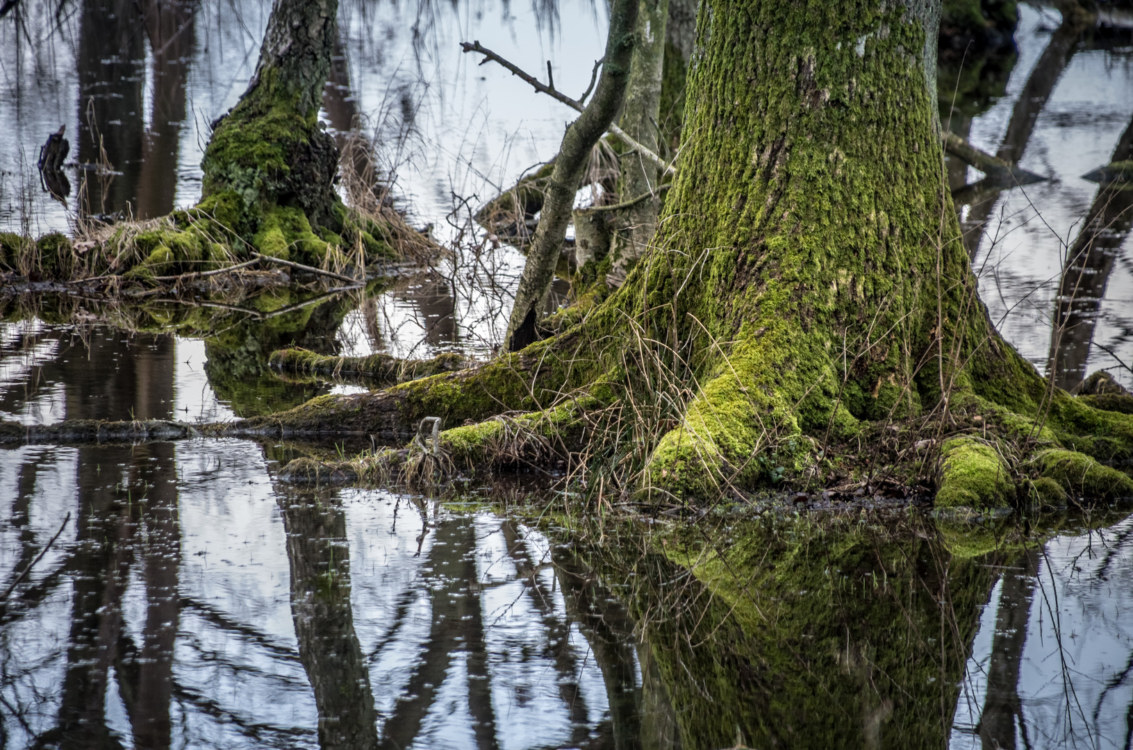 Sumpf Foto & Bild | landschaft, moor, natur Bilder auf fotocommunity