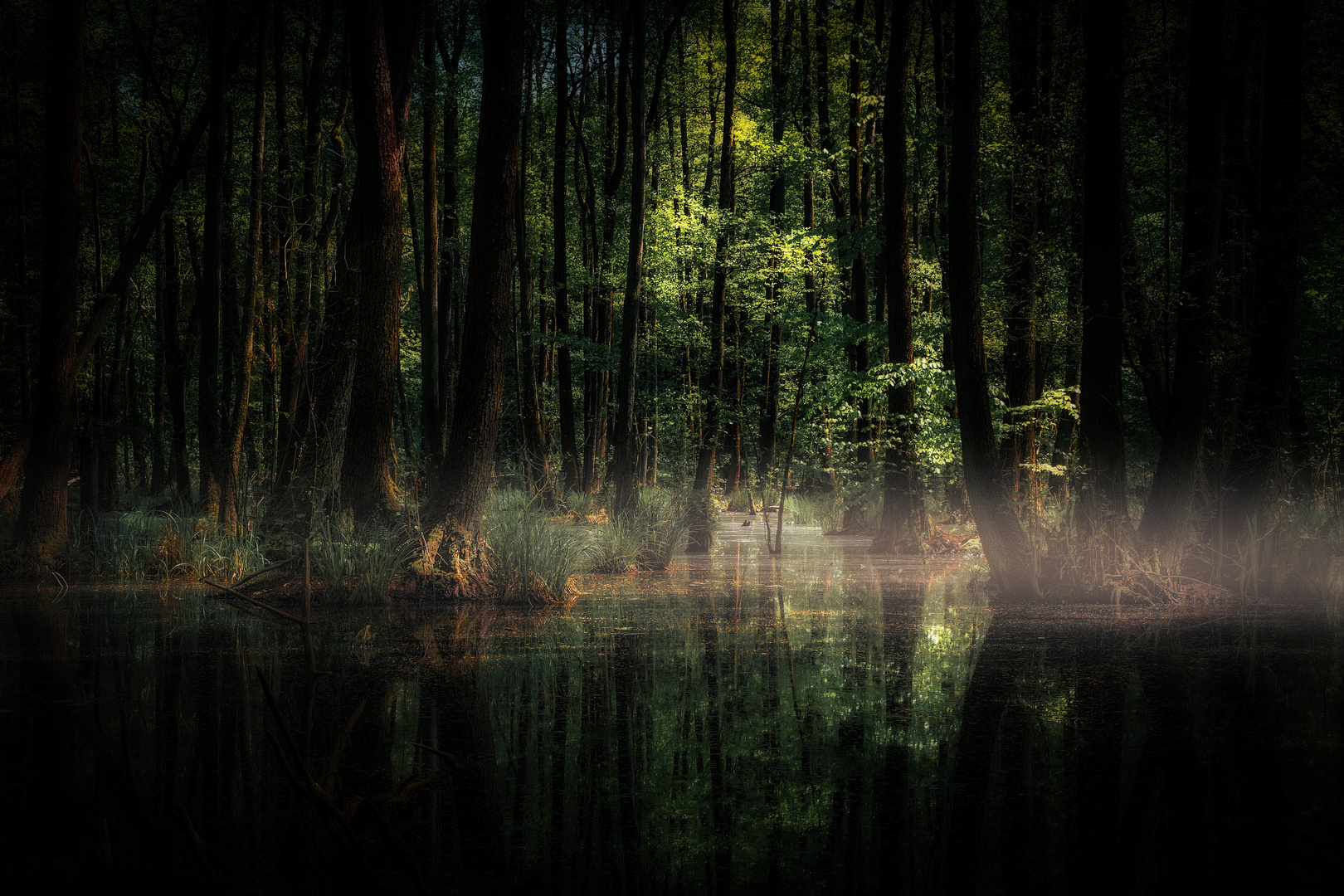 Sumpf Foto & Bild | deutschland, europe, brandenburg Bilder auf ...