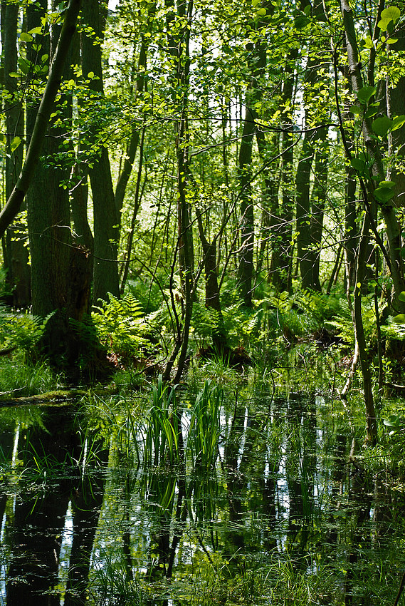 Sumpf Foto & Bild | deutschland, europe, mecklenburg- vorpommern Bilder ...