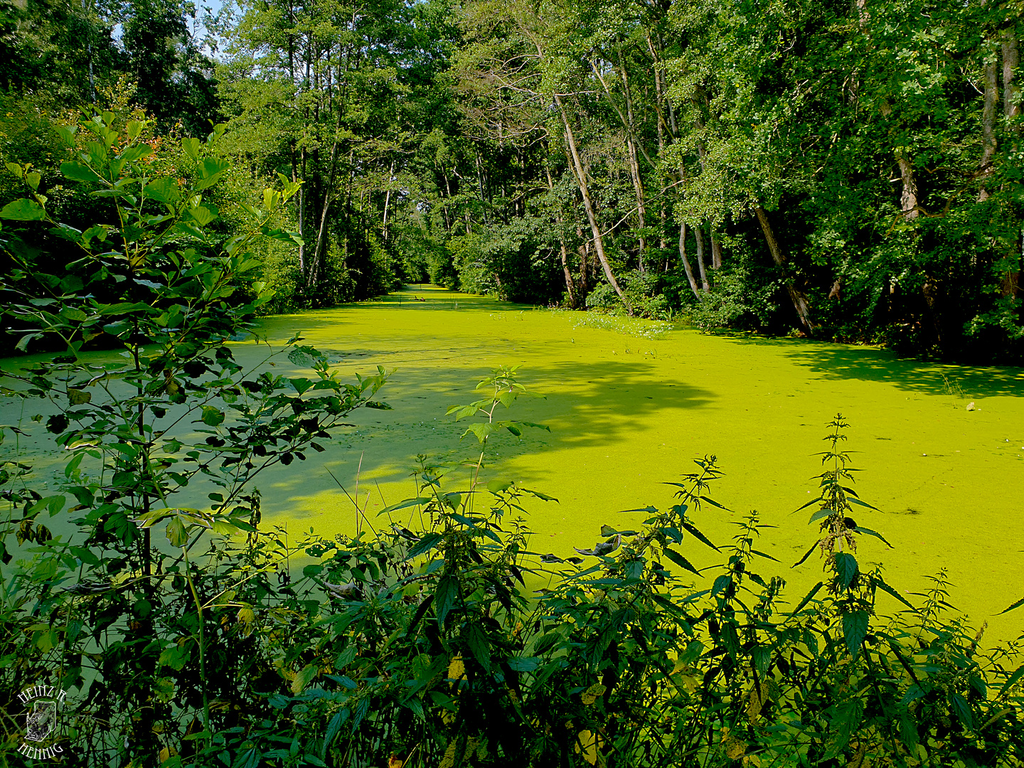 Sumpf Foto & Bild | outdoor, wasser, teich Bilder auf fotocommunity