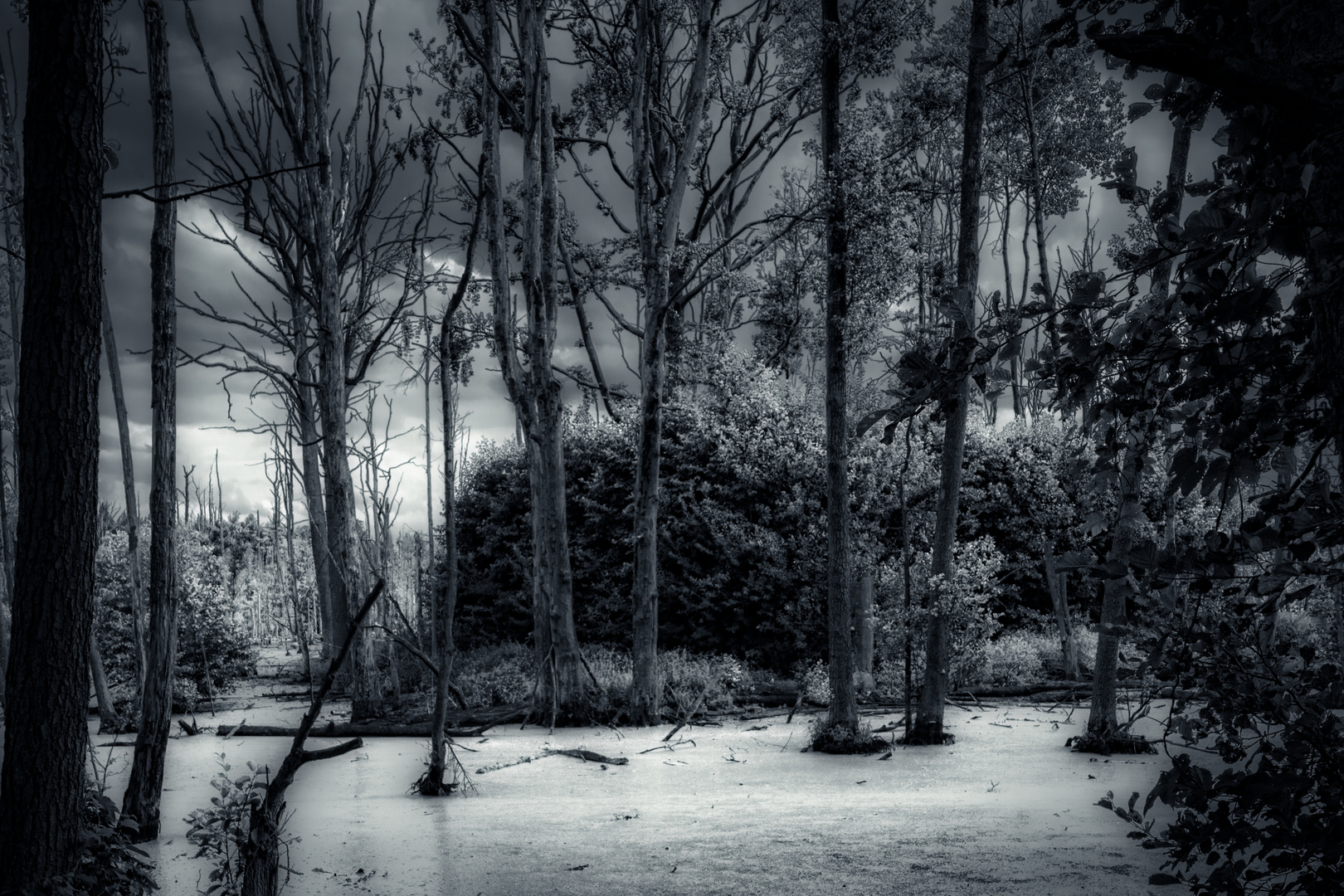 Sumpf Foto & Bild | deutschland, europe, brandenburg Bilder auf ...