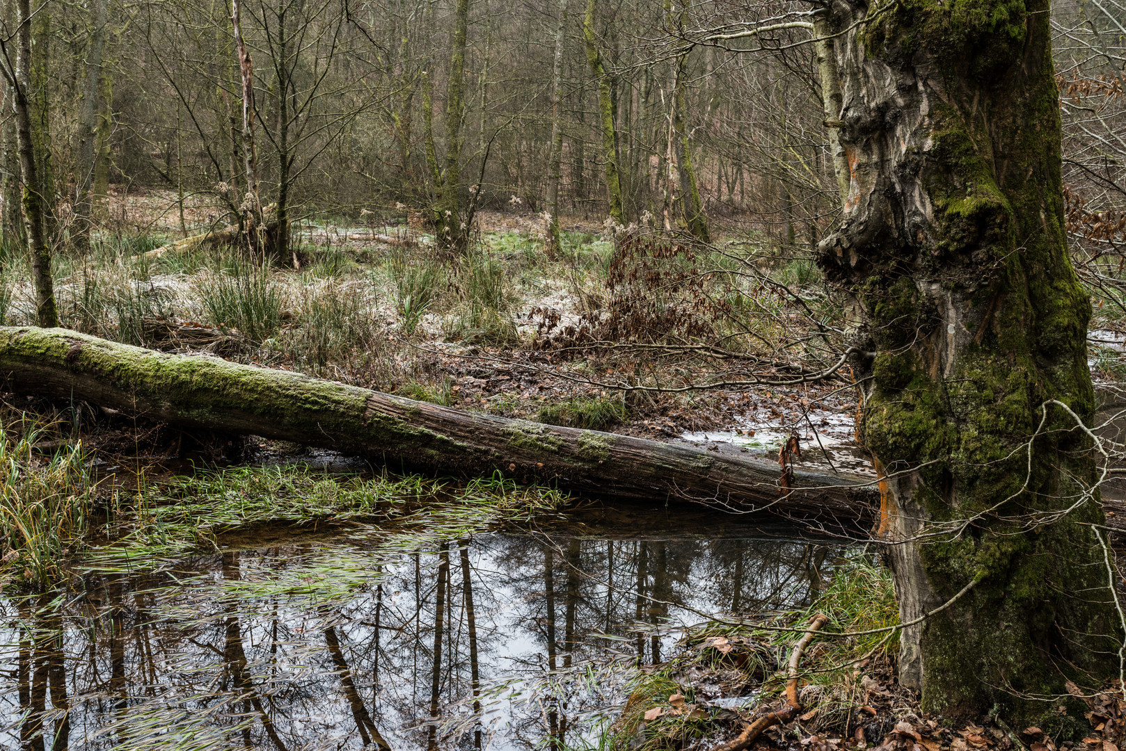 Sumpf am Netzbach Foto & Bild | wald, wasser, winter Bilder auf ...