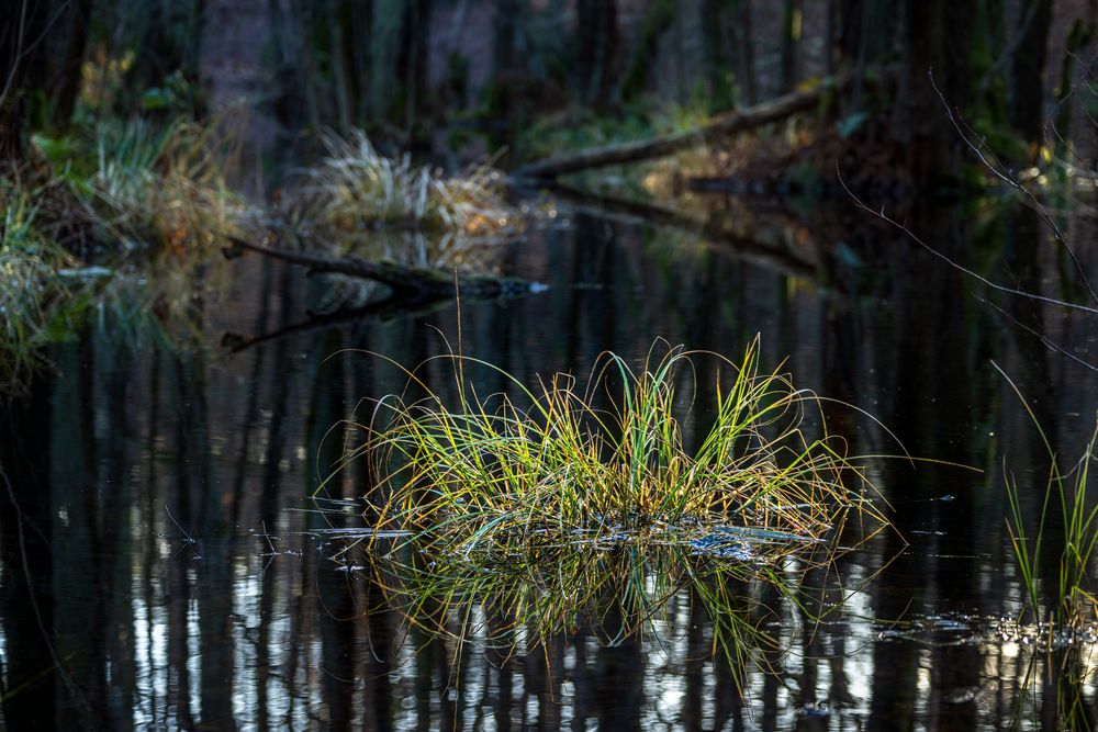 Sumpf Foto & Bild | landschaft, bäume, winter Bilder auf fotocommunity