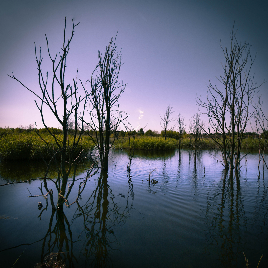 sumpf... Foto & Bild | landschaft, moor, natur Bilder auf fotocommunity