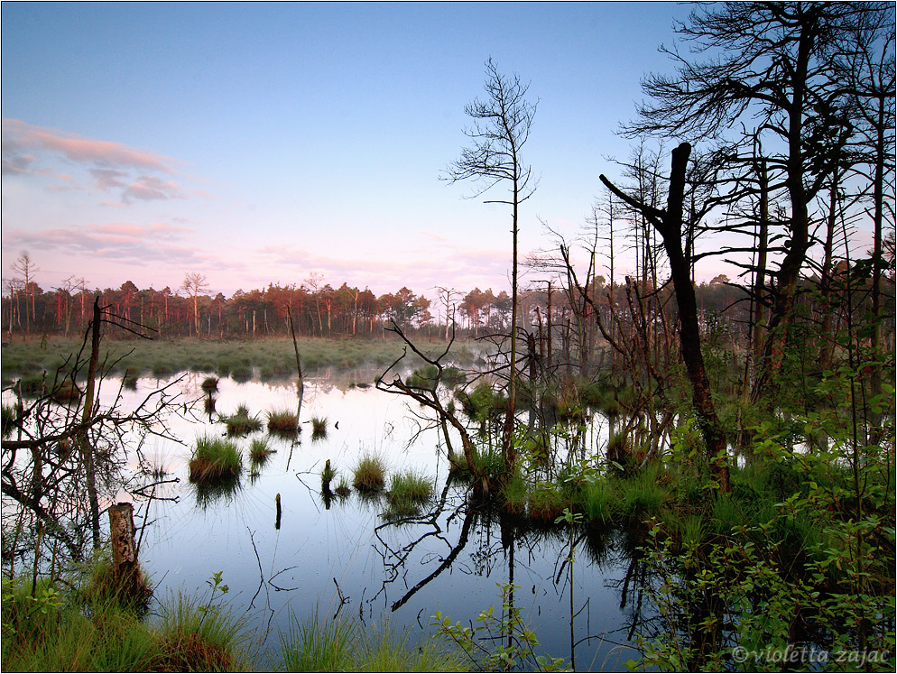 Sumpf.... Foto & Bild | landschaft, moor, landschaften Bilder auf ...