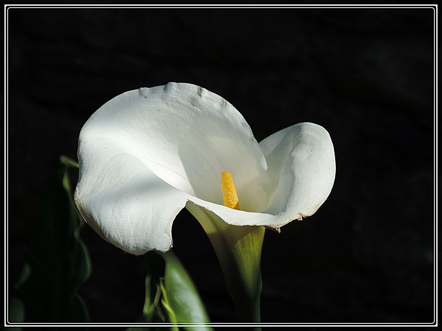 Sumpf-Calla, Calla palustris Foto & Bild | europe, france, normandie ...