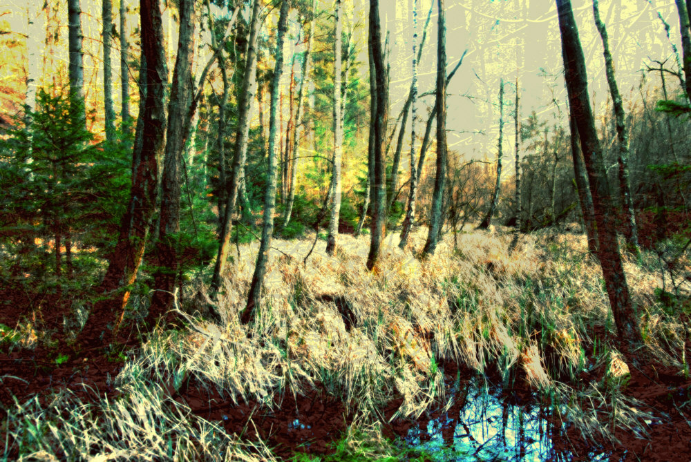 sumpf Foto & Bild | fotomontage, landschaften, digiart Bilder auf fotocommunity