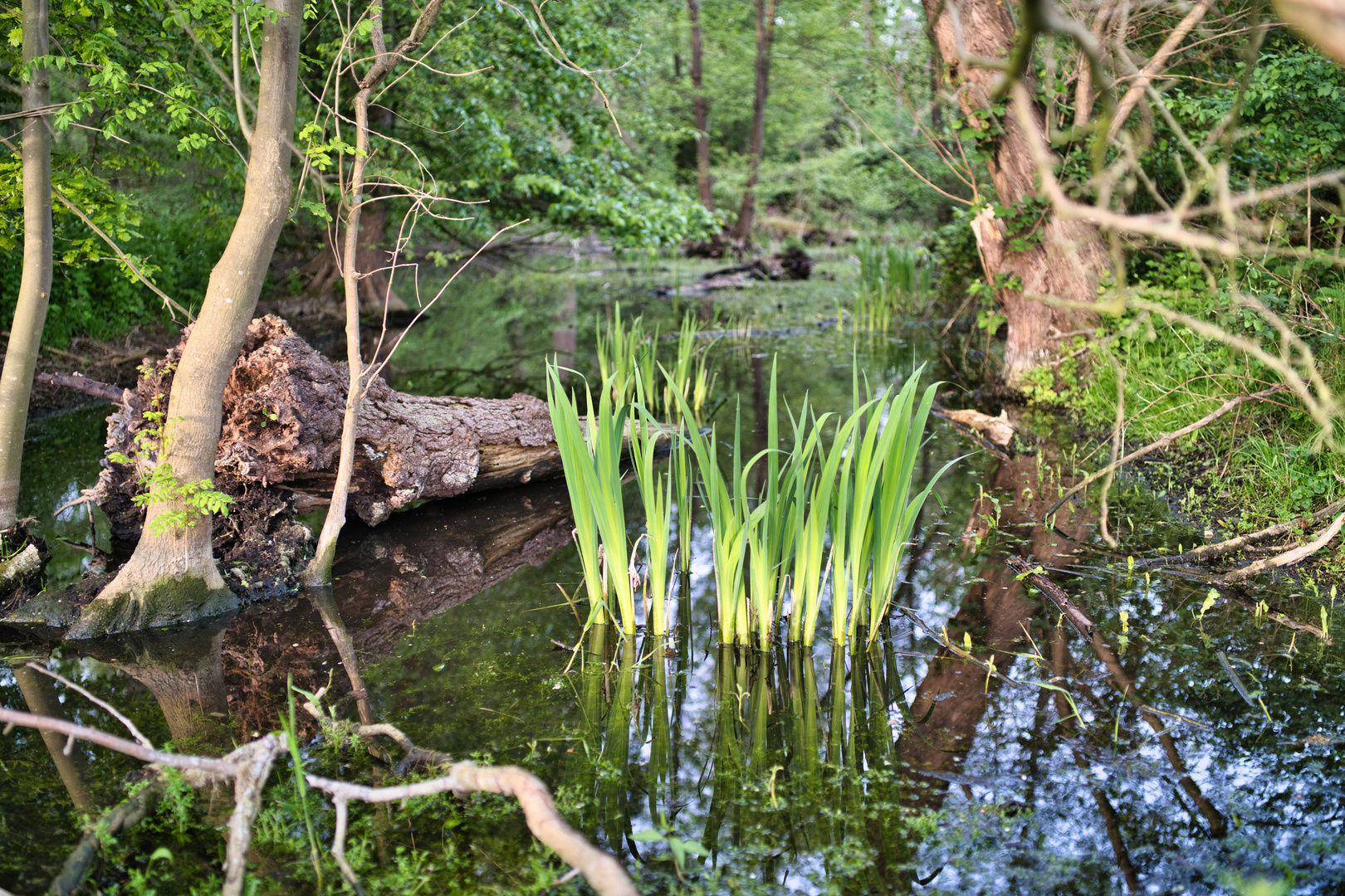 Sumpf Foto & Bild | deutschland, europe, nordrhein- westfalen Bilder ...
