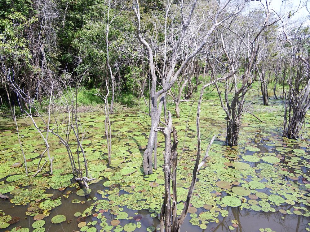 sumpf in Brasilien Foto & Bild | landschaft, natur Bilder auf fotocommunity