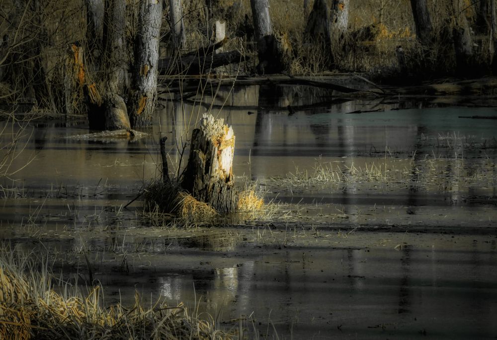 Sumpf - Licht Foto & Bild | deutschland, europe, brandenburg Bilder auf ...