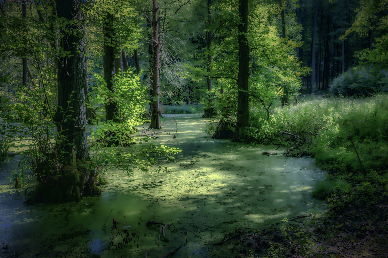 Sumpf - Licht Foto & Bild | deutschland, europe, brandenburg Bilder auf ...