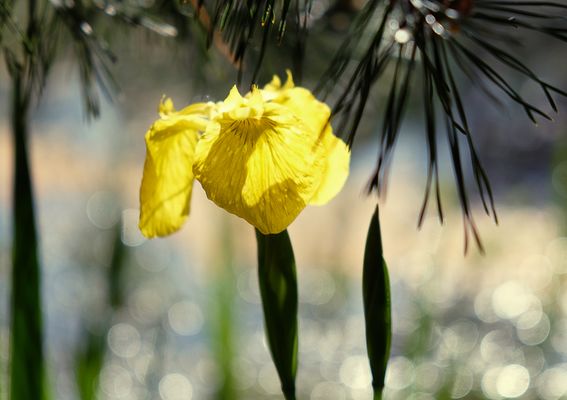 Heide Bilder & Fotos