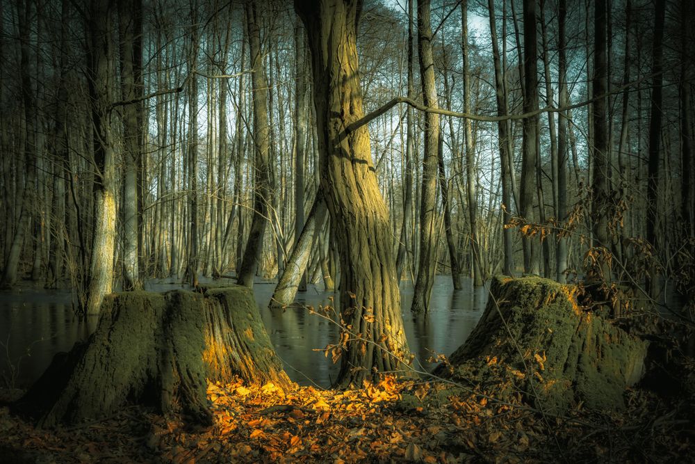 Sumpf & Stumpf Foto & Bild | deutschland, europe, brandenburg Bilder ...