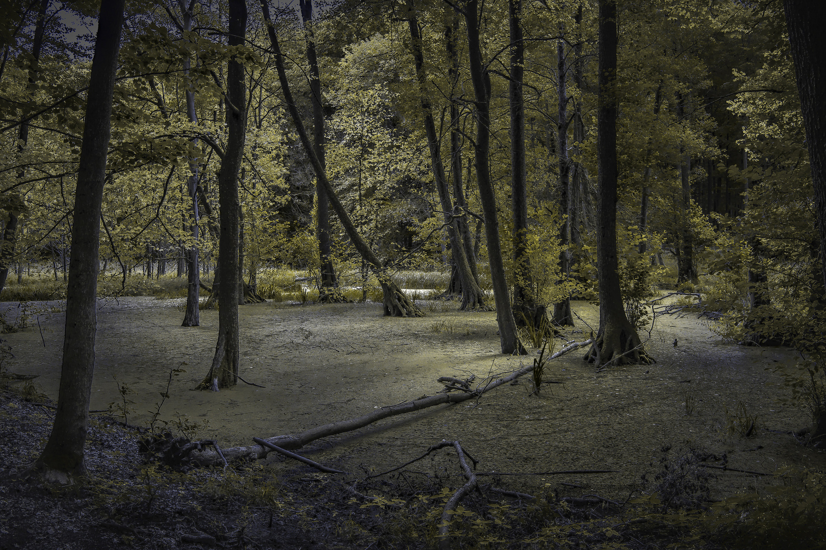 Sumpf und Licht Foto & Bild | deutschland, europe, brandenburg Bilder ...