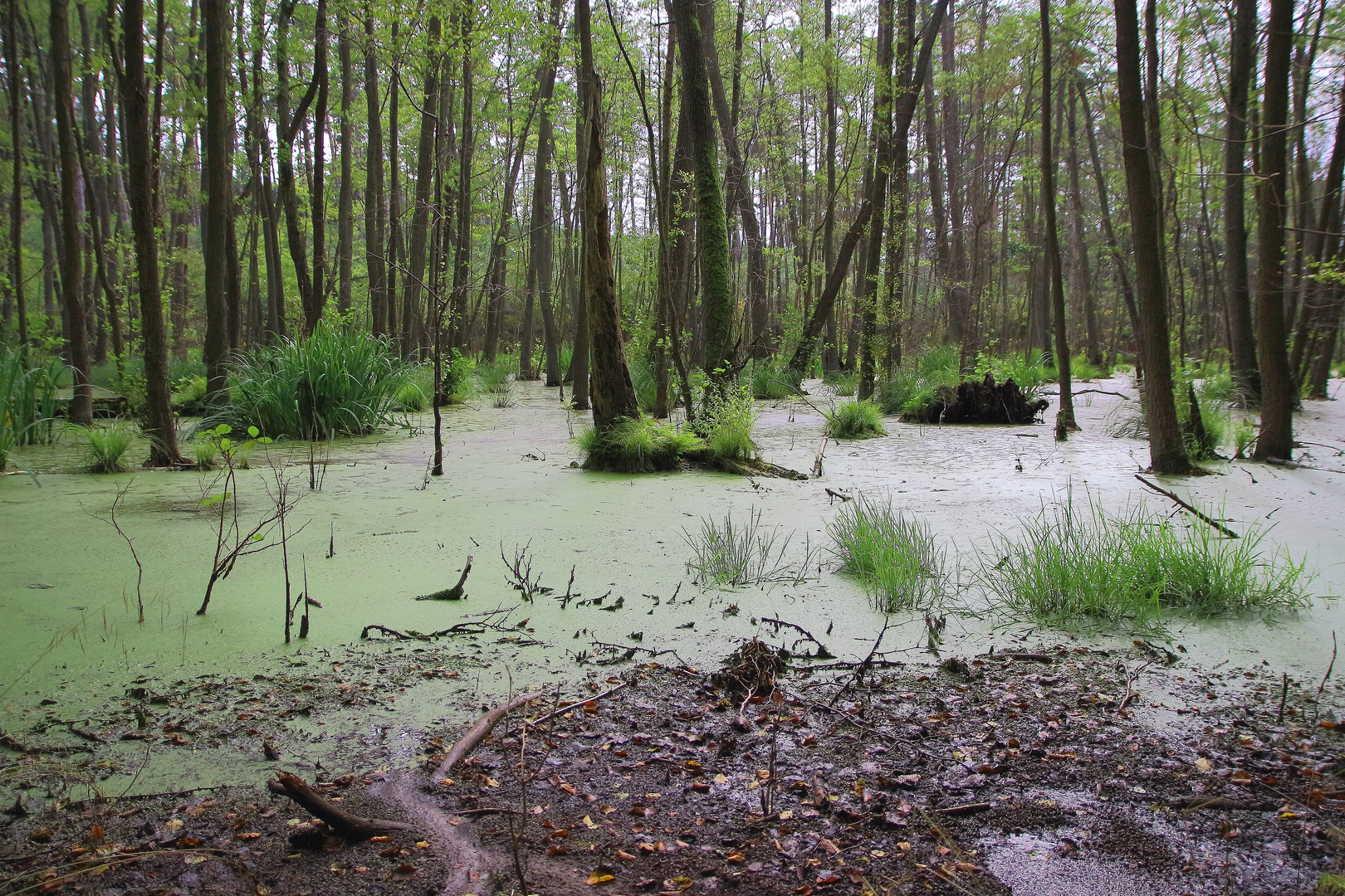 Sumpfgebiet Foto & Bild | landschaft, natur Bilder auf fotocommunity