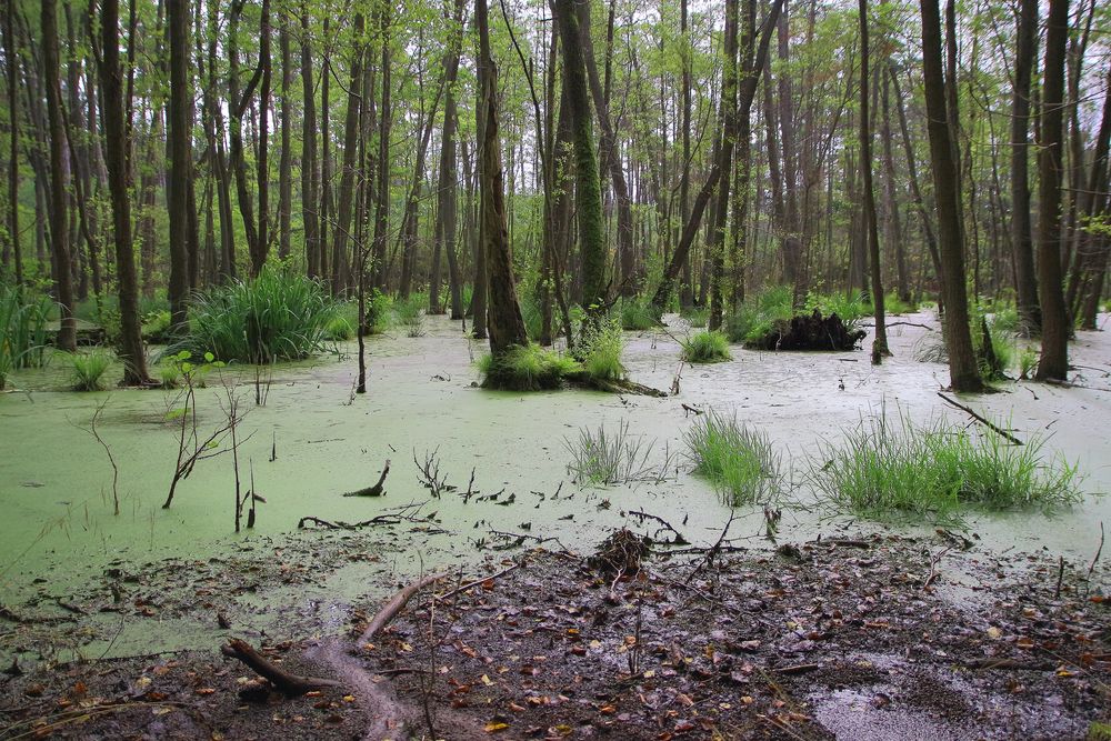 Sumpfgebiet Foto & Bild | landschaft, natur Bilder auf fotocommunity