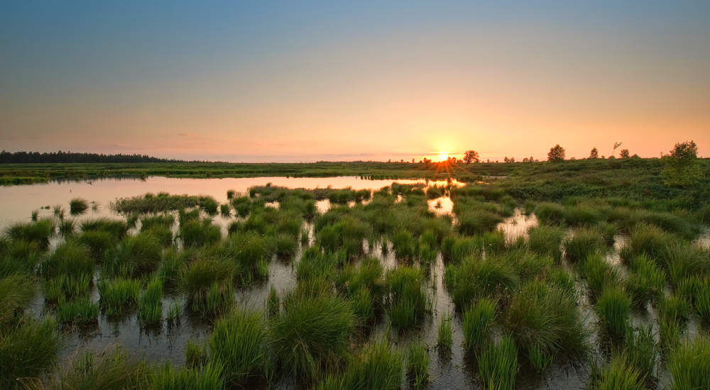 sumpfig... Foto & Bild | landschaft, moor, hohes venn Bilder auf ...