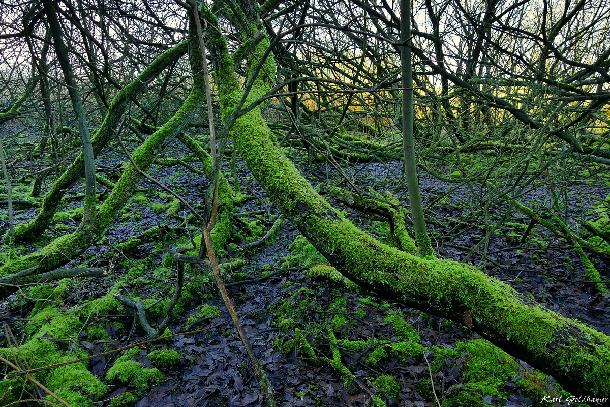 Sumpfig Foto & Bild | deutschland, europe, schleswig- holstein Bilder ...
