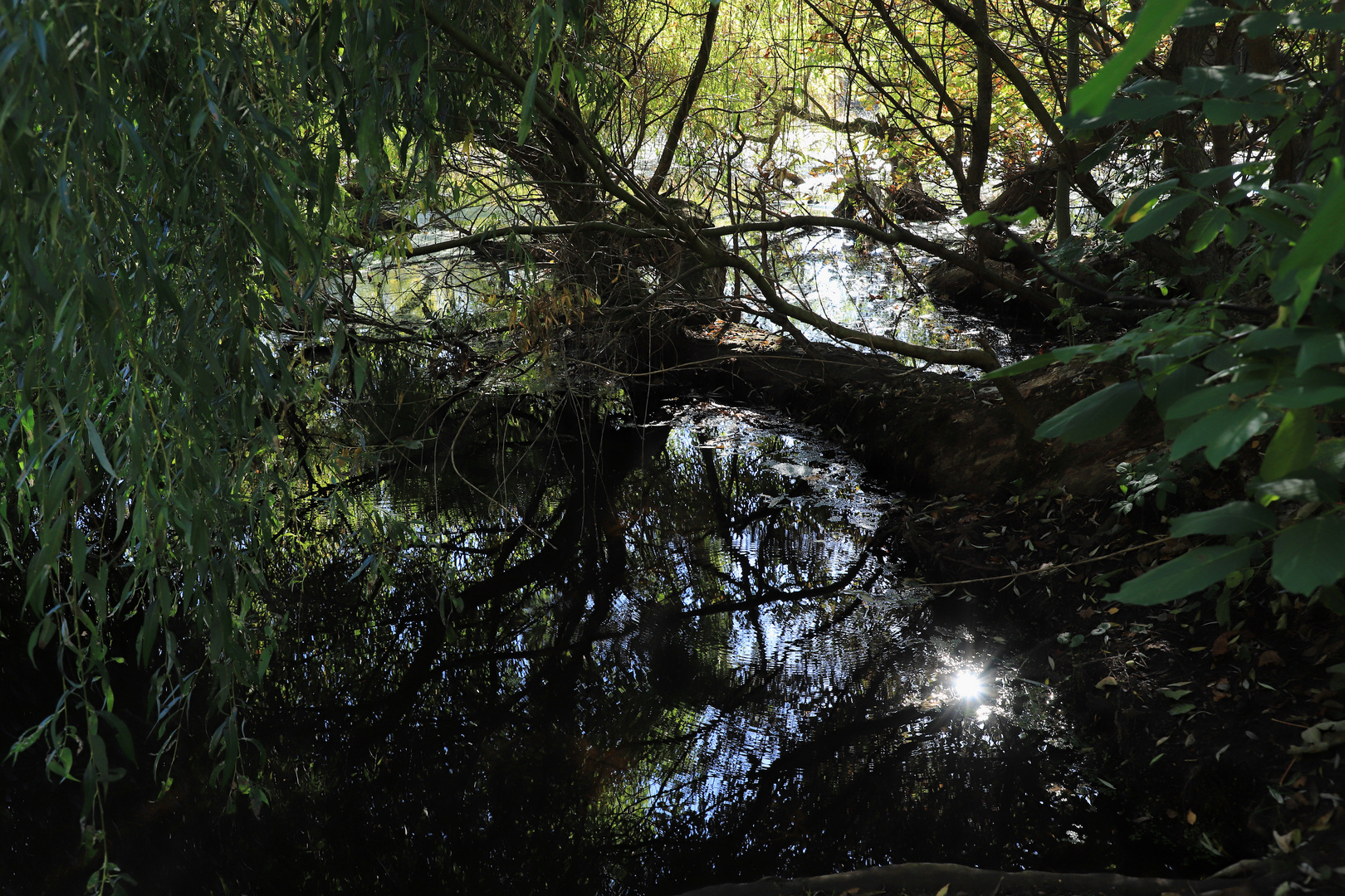 sumpfig Foto & Bild | landschaft, bach, fluss & see, urwald Bilder auf ...