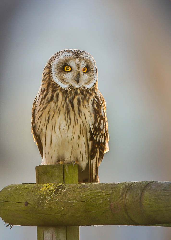 Sumpfohreule Foto & Bild | natur, tiere, wildlife Bilder auf fotocommunity