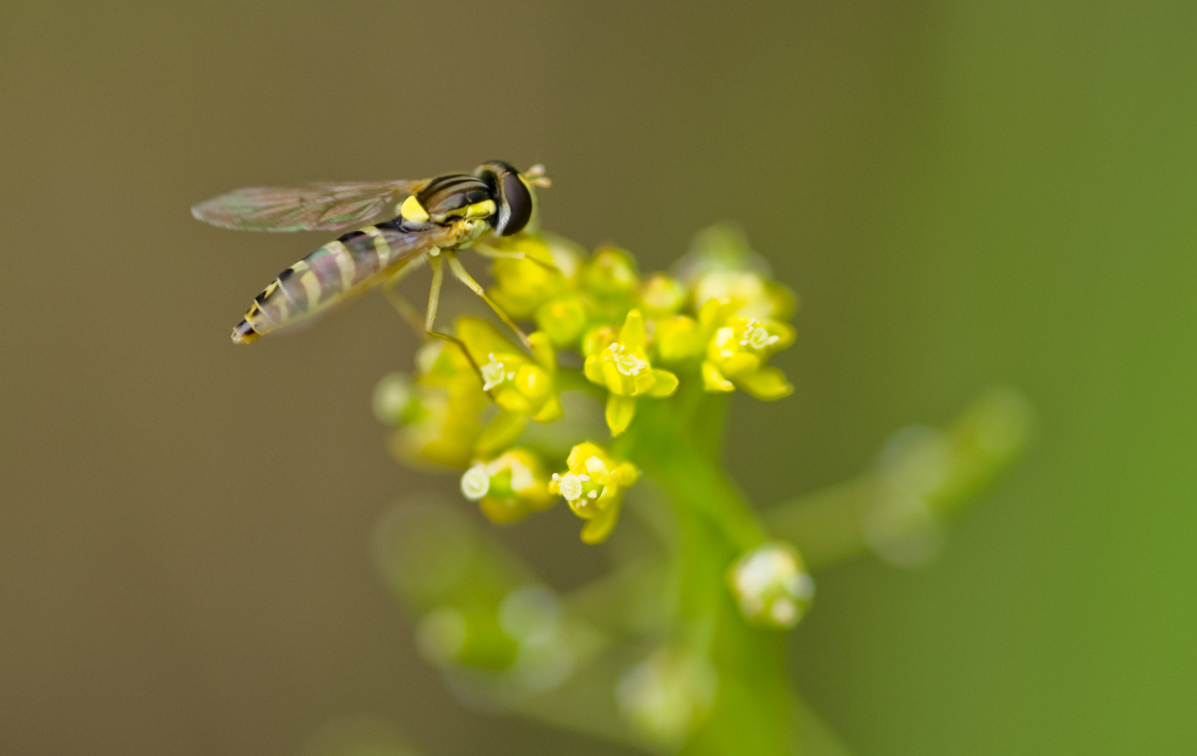 Sumsum Foto & Bild | tiere, wildlife, insekten Bilder auf fotocommunity