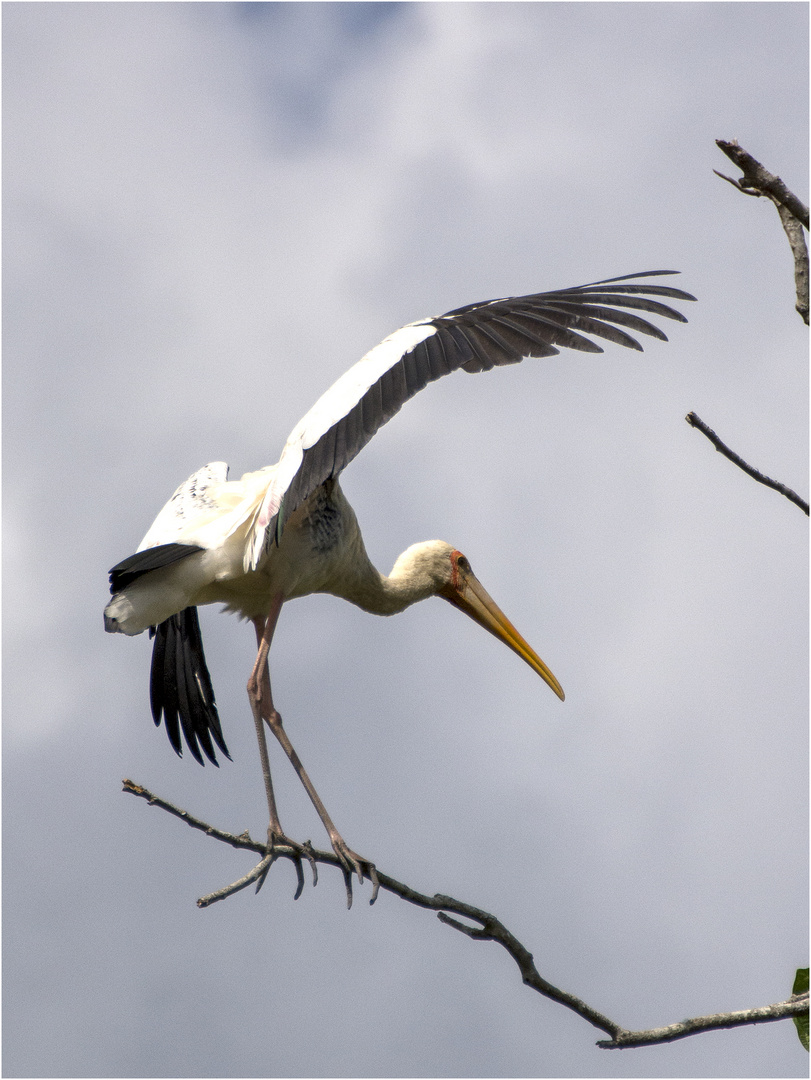 Sunda-Marabu Foto & Bild | tiere, zoo, wildpark & falknerei, vögel ...