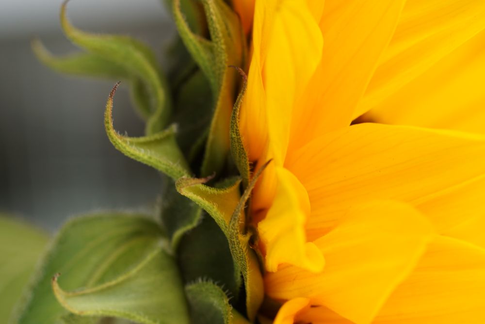 Sunflower detail Foto & Bild | nah- & makro, techniken, aufnahme-techniken Bilder auf fotocommunity