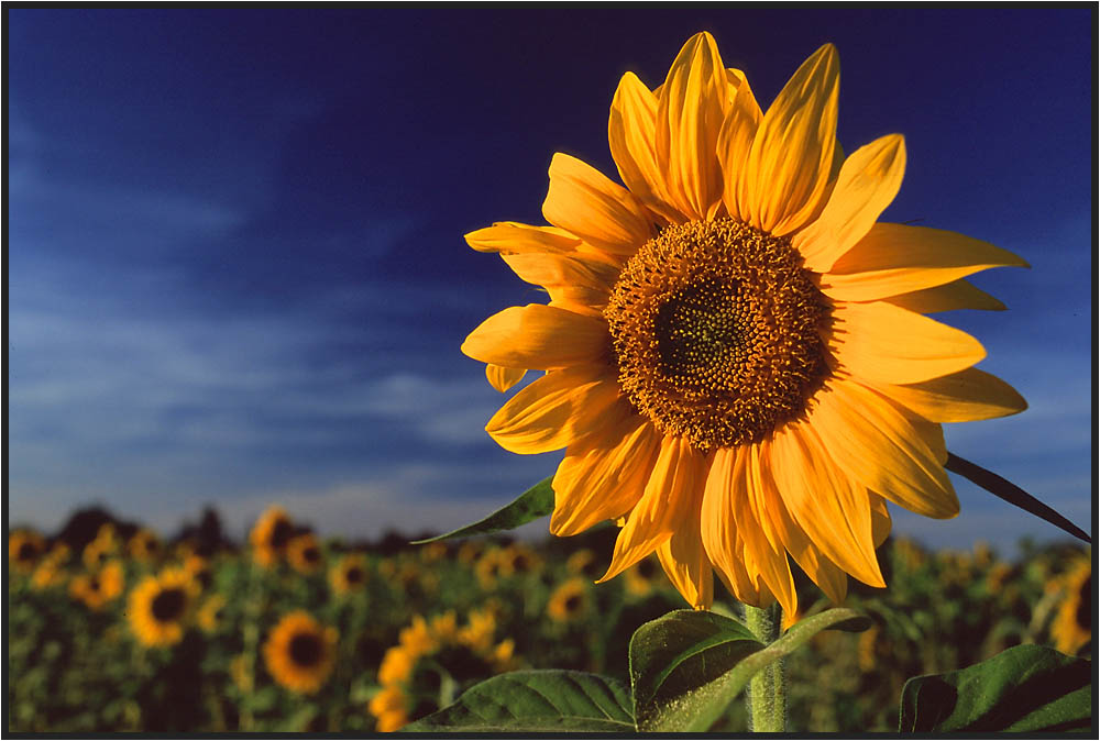 Sunflower Facing The Setting Sun photo & image | plants, fungi ...