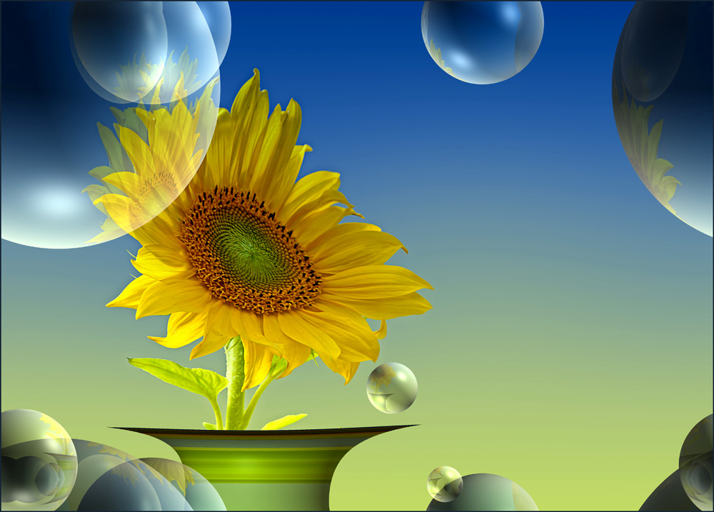 Sunflower meets Bubbles Foto & Bild | bearbeitungs - techniken, filtertechniken, digiart Bilder ...