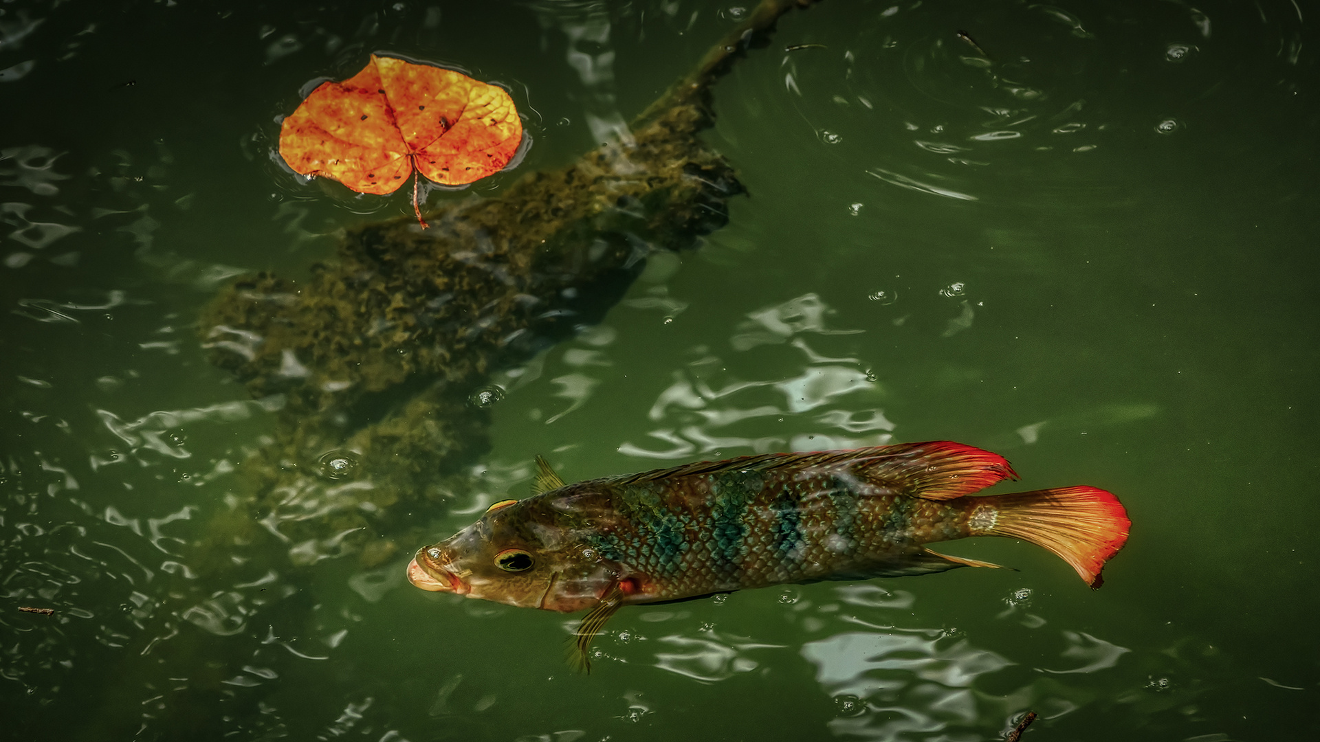 Sungei Buloh Wetland Reserve (L) Foto & Bild | asia, singapore ...