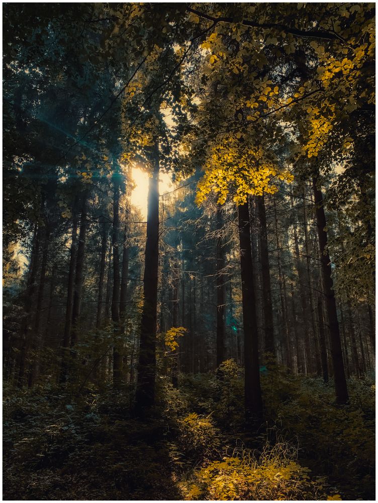 Sunlight Foto & Bild | stillleben, landschaft, wald Bilder auf fotocommunity