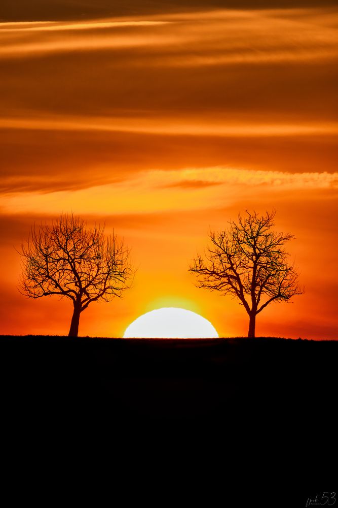 Sunrise II Foto & Bild | bäume, sonnenaufgang, baum Bilder auf fotocommunity