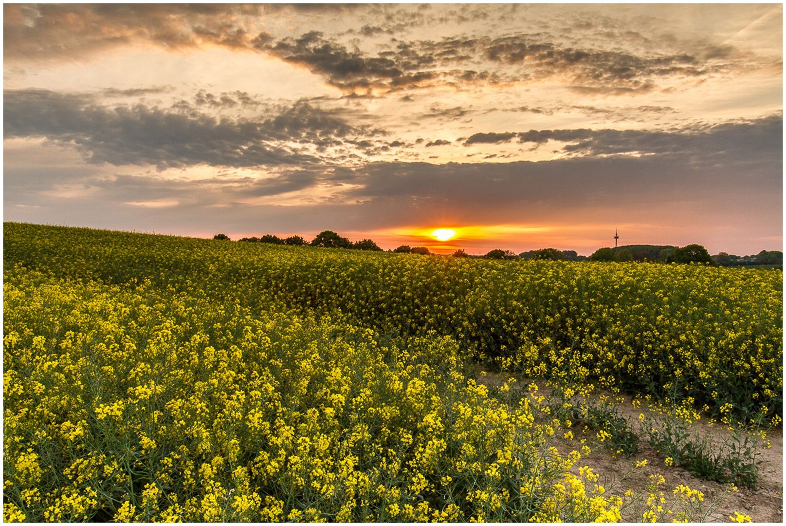 Sunrise... über dem Rapsfeld... Foto & Bild | sonnenaufgang, wolken ...