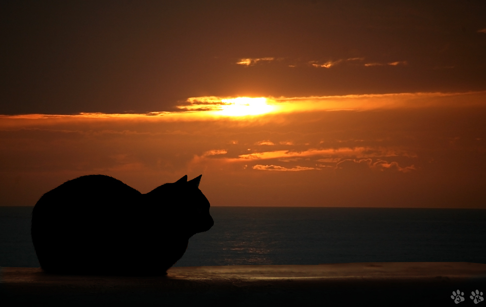 Sunset cat Foto & Bild | natur, tiere, gran canaria tiere Bilder auf ...