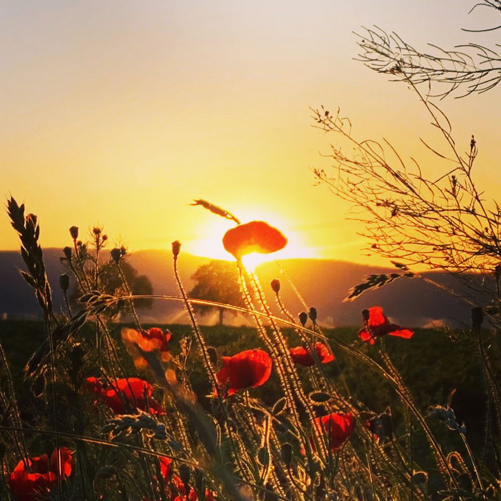 Sunset Poppy Foto & Bild | landschaft, Äcker, felder & wiesen, felder ...