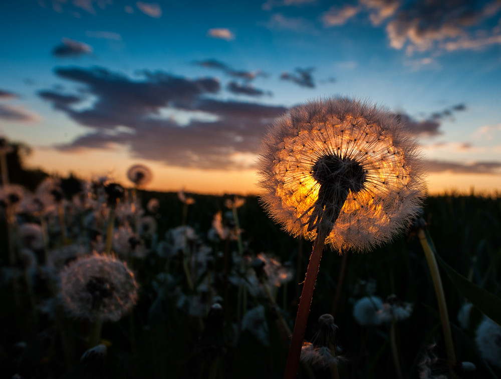 sunset through the pusteblume Foto & Bild | pflanzen, pilze & flechten ...