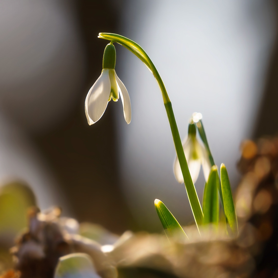 Sunshine Bells Foto & Bild | spezial, makro, frühling Bilder auf ...