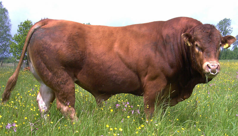 Super Bulle von Kassau-Clenze Foto & Bild | tiere, haustiere, sonstige ...