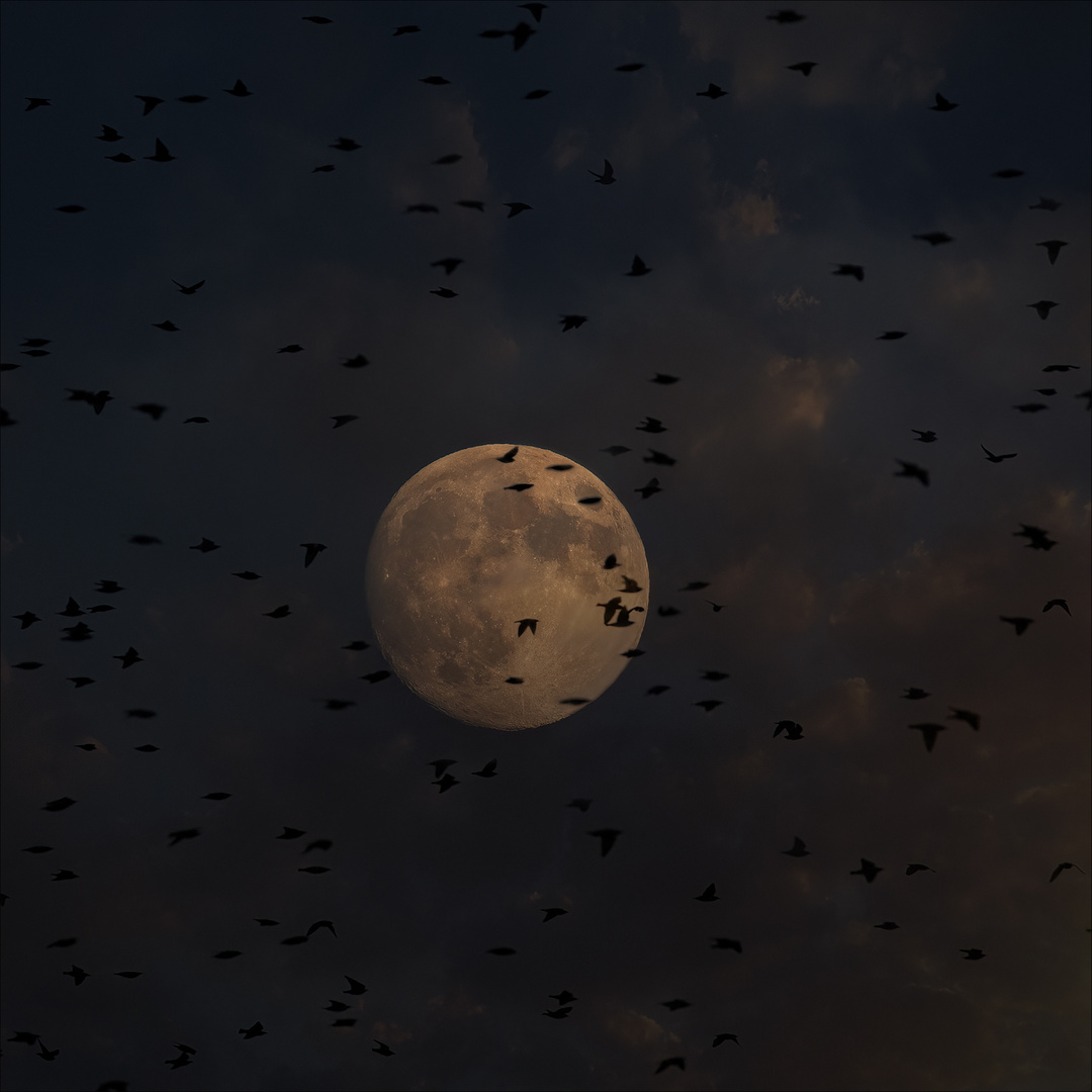 Super lune du Castor photo et image | france, nature, birds Images ...