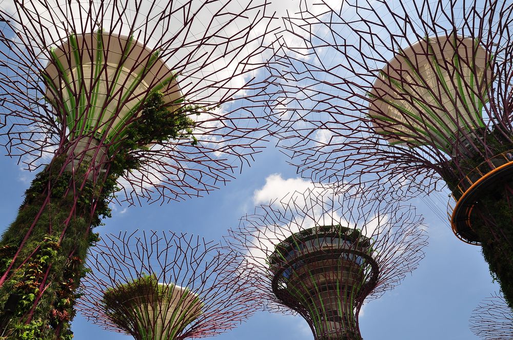 Supertrees in Singapur Foto & Bild | asia, singapur, singapore Bilder ...
