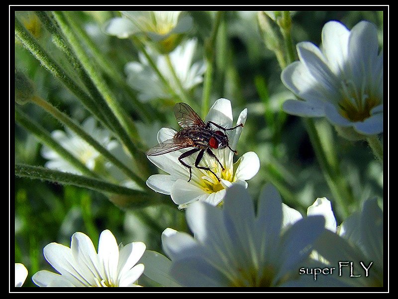 suppaFLY Foto & Bild | animals, wildlife, insects Bilder auf fotocommunity